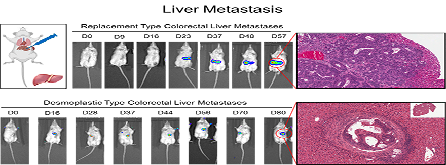 Peter Siegel Ph.D. Laboratory